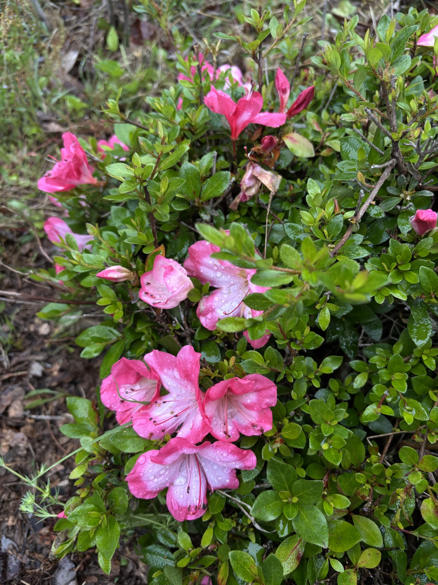 My first/third azalea – I am the Audience